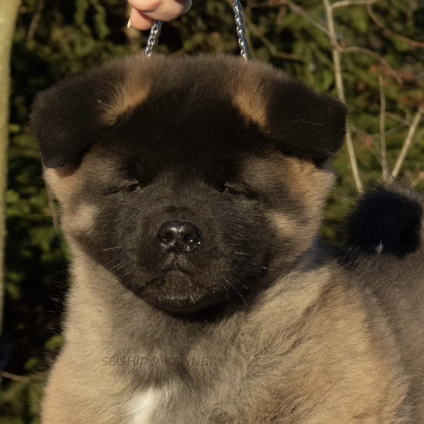 Американская акита