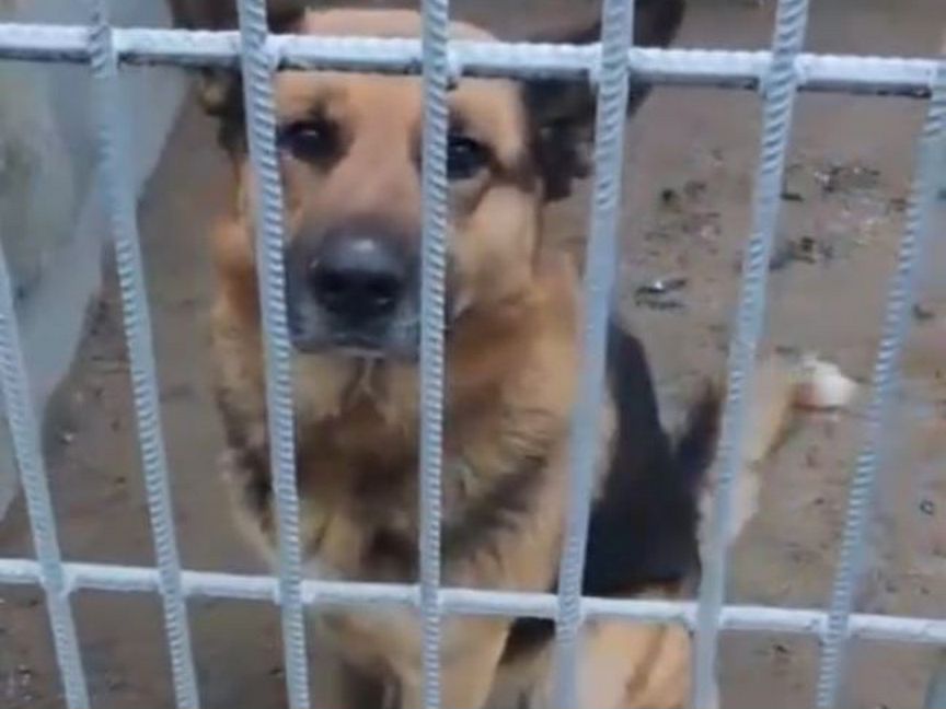 Овчарка в добрые руки