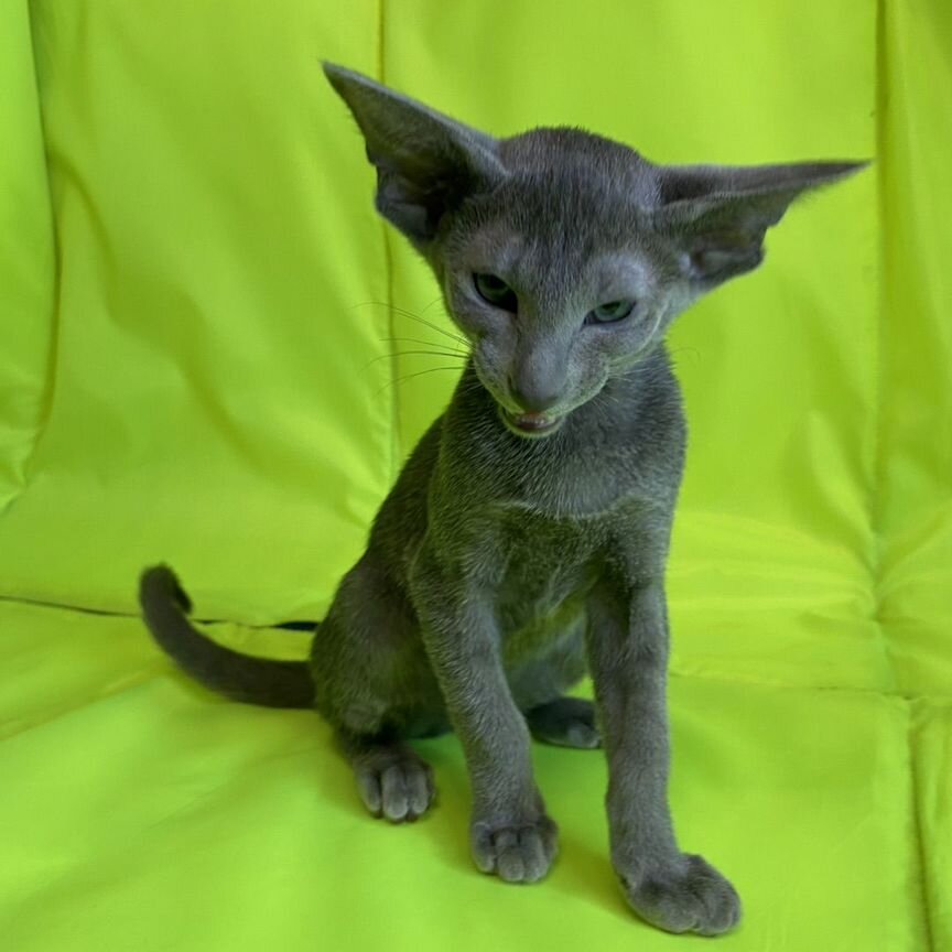 Ориентальные котята