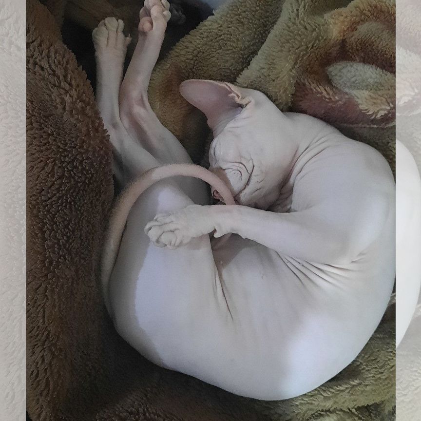 Канадский сфинкс, кот вязка