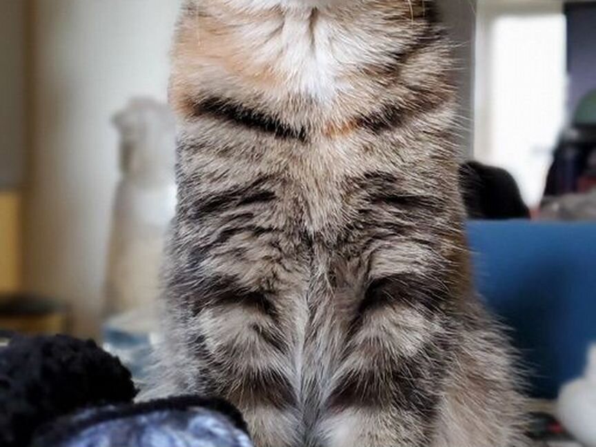 Отдам в добрые руки