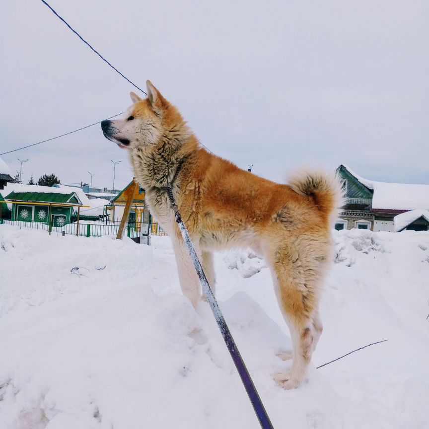 Акита ину