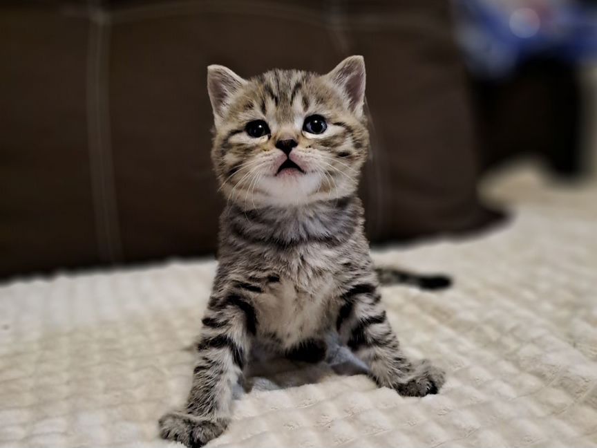 Шатланские котята