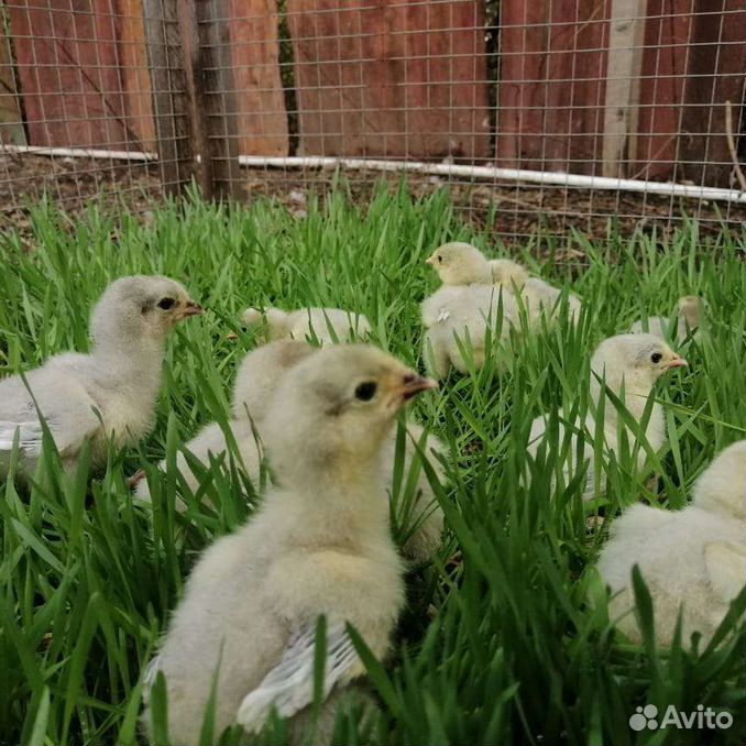 Цыплята породы Брама Лаванда