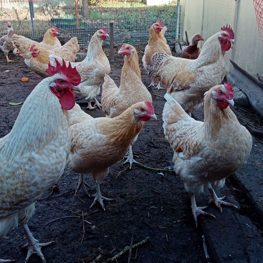 Куры Нидерхайнер