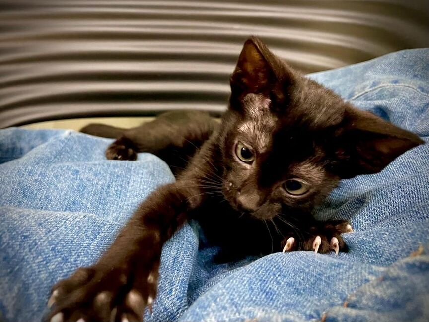 Ориентальная девочка