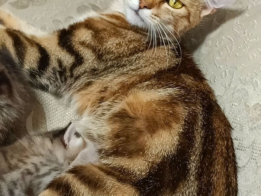 Бенгальская кошка