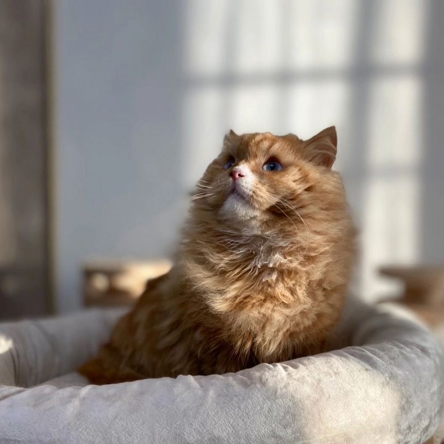 Голубоглазый парень