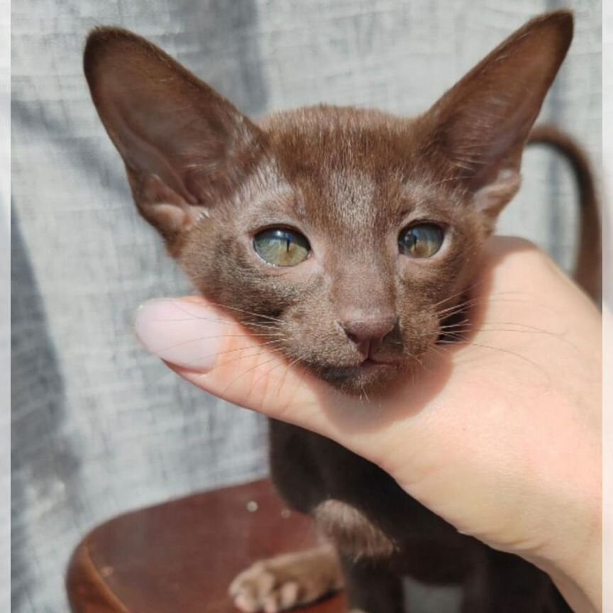 Ори красавчики