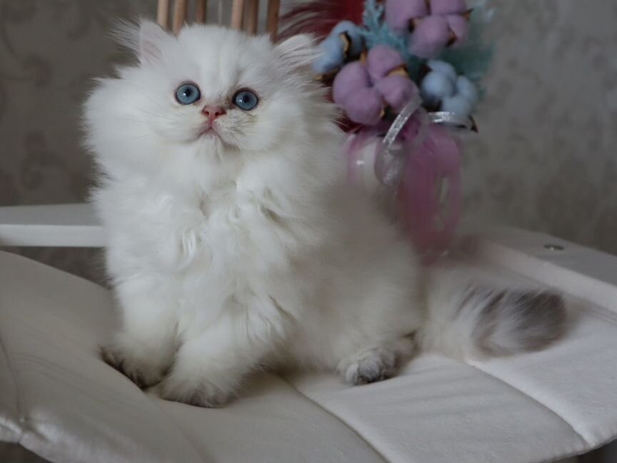 Британские котята, серебристая шиншилла поинт,2 м