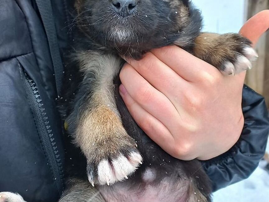 Отдам в добрые руки щенков от бездомной собаки