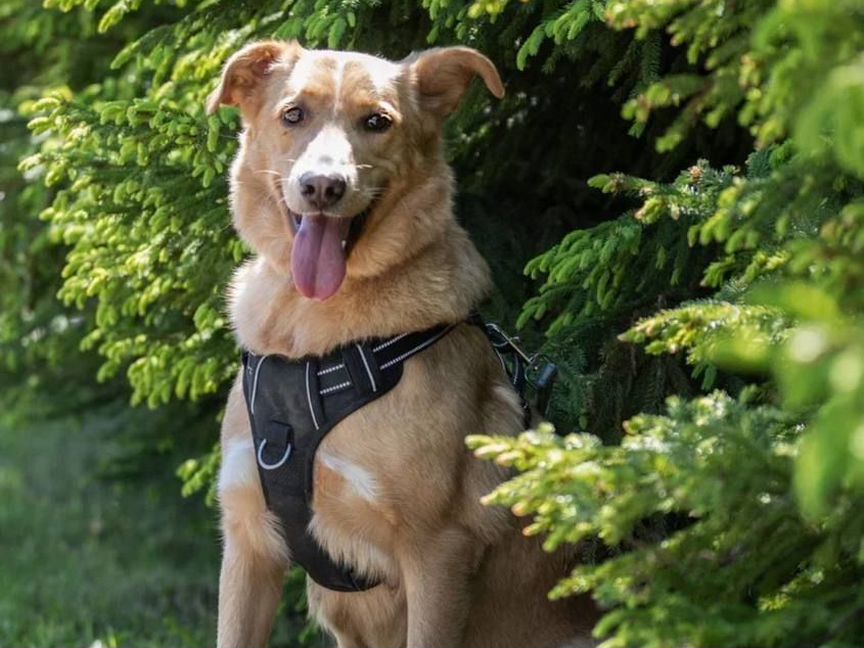 Собака Бэлла в добрые руки