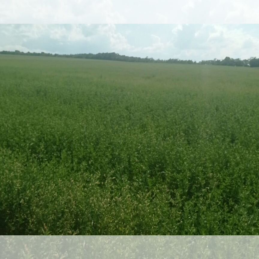 Семена люцерны