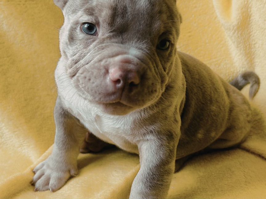 Щенки американский булли