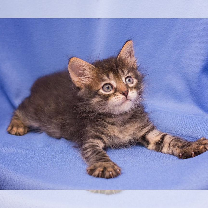 Малыш Сема сибиряк ищет дом