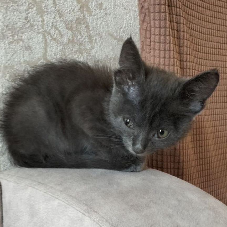 Котенок ищет дом