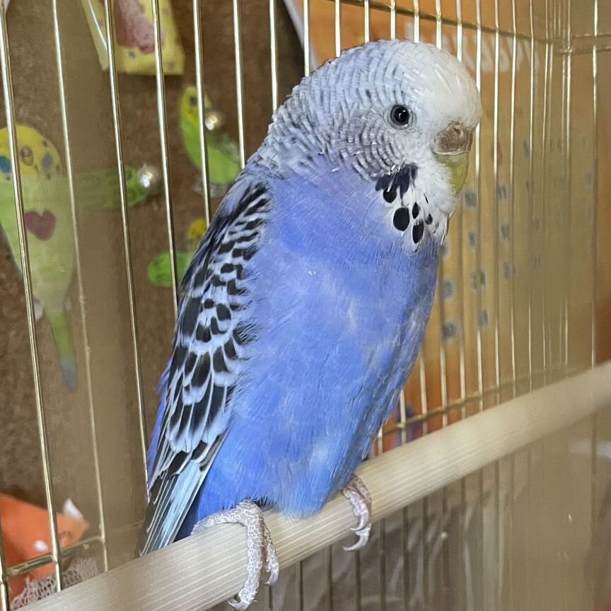 Волнистый попугай самка фиолетовая москва