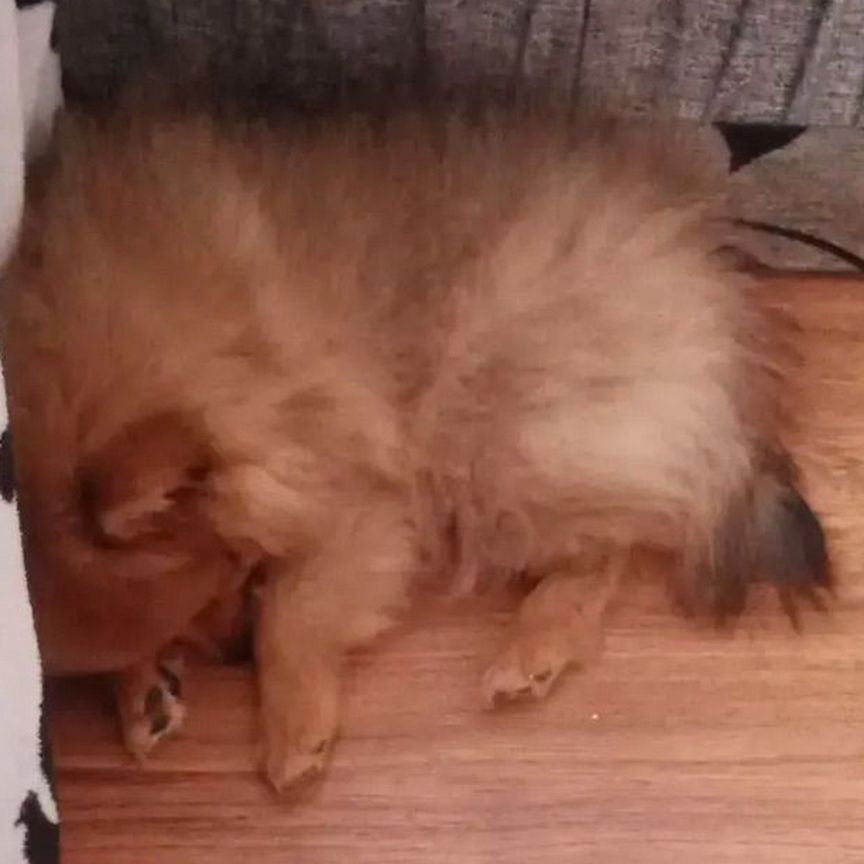 Померанский шпиц, щенок