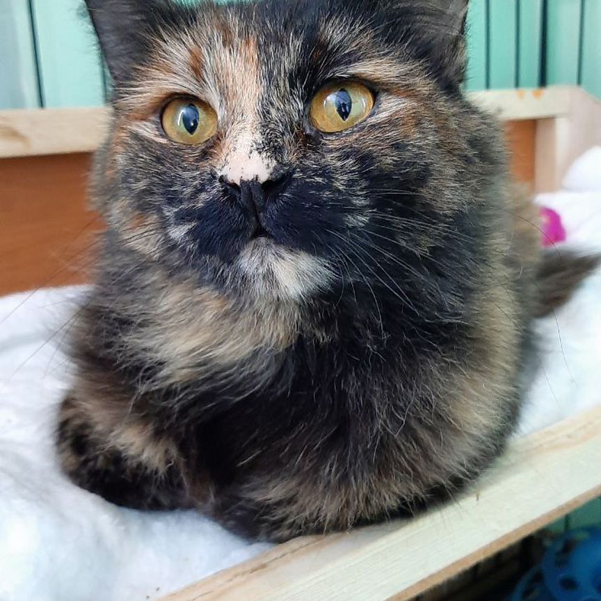 Кошечка в добрые руки