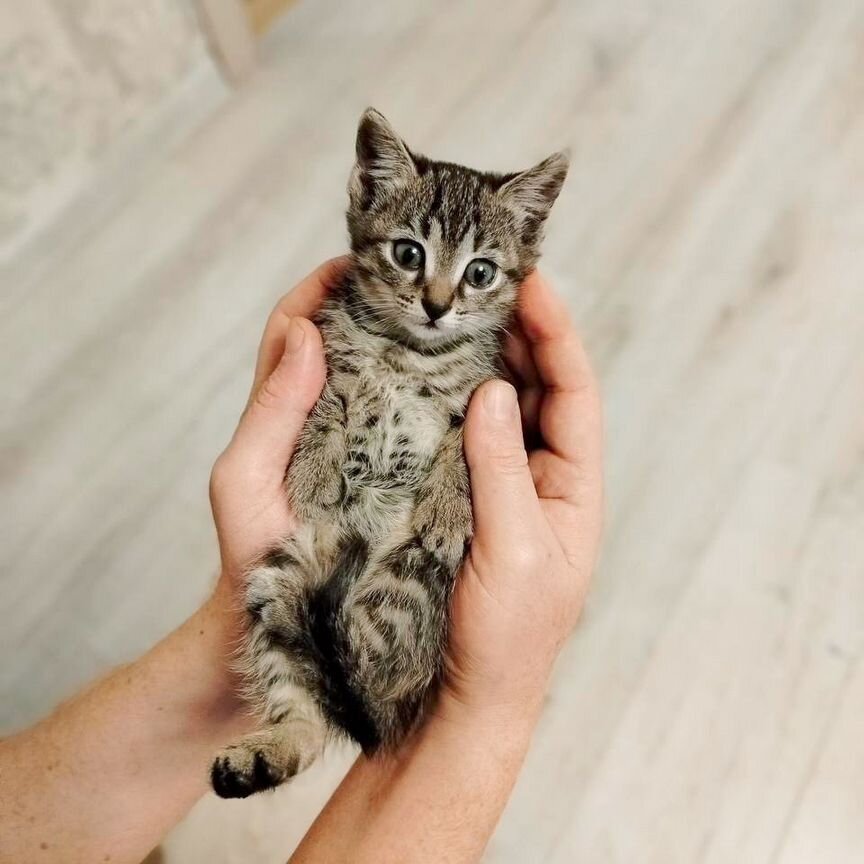 Котенок