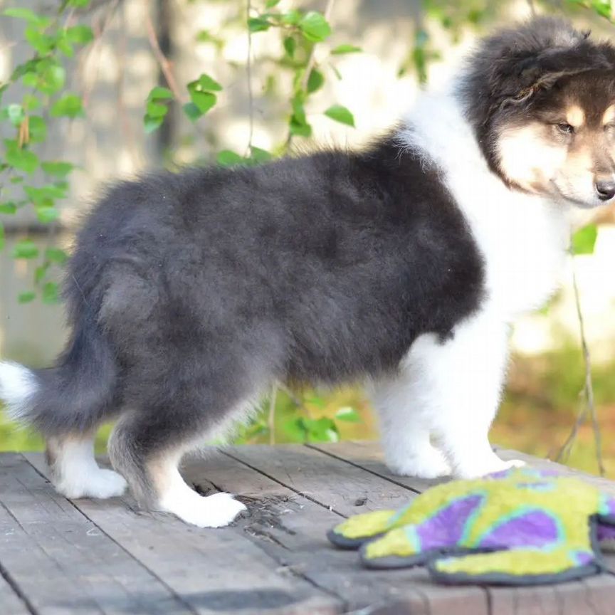 Колли, щенок