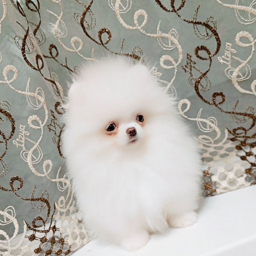 Девочка мини шпиц