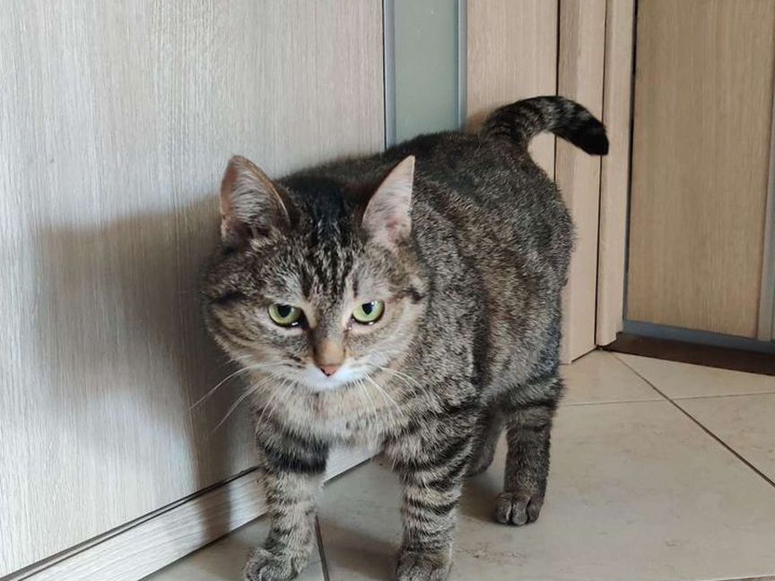 Кошка Шипучка