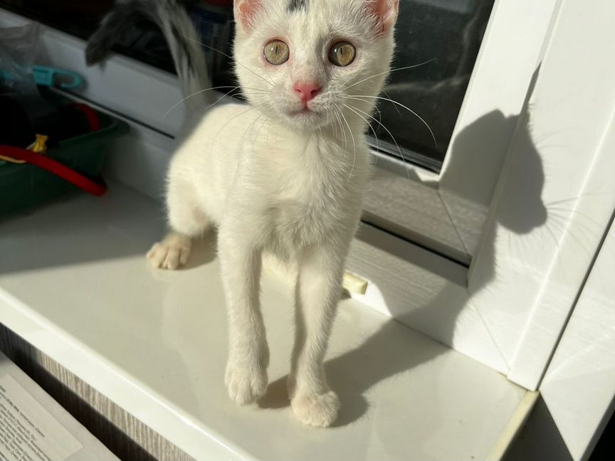 Белый котенок бесплатно