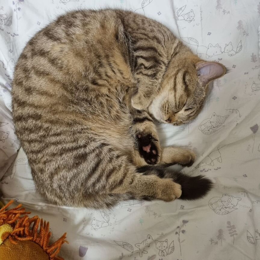 Манчкин кошка