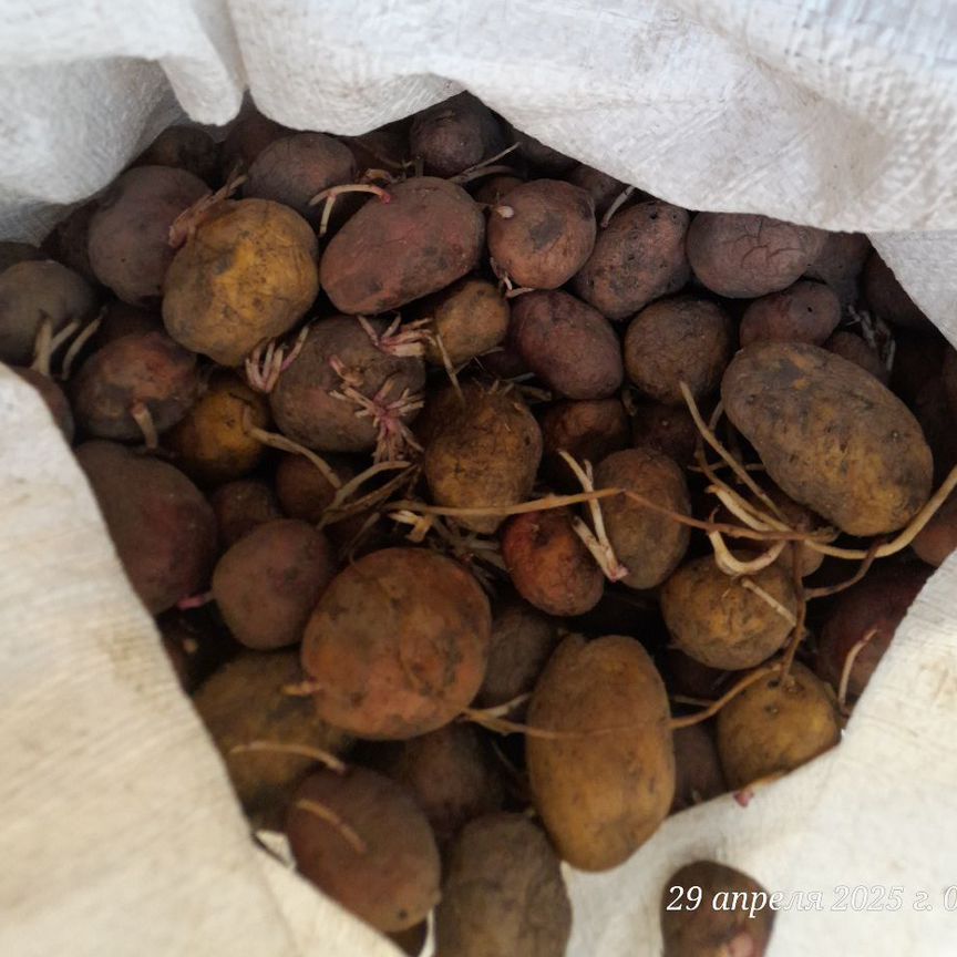 Продам картофель на корм скоту