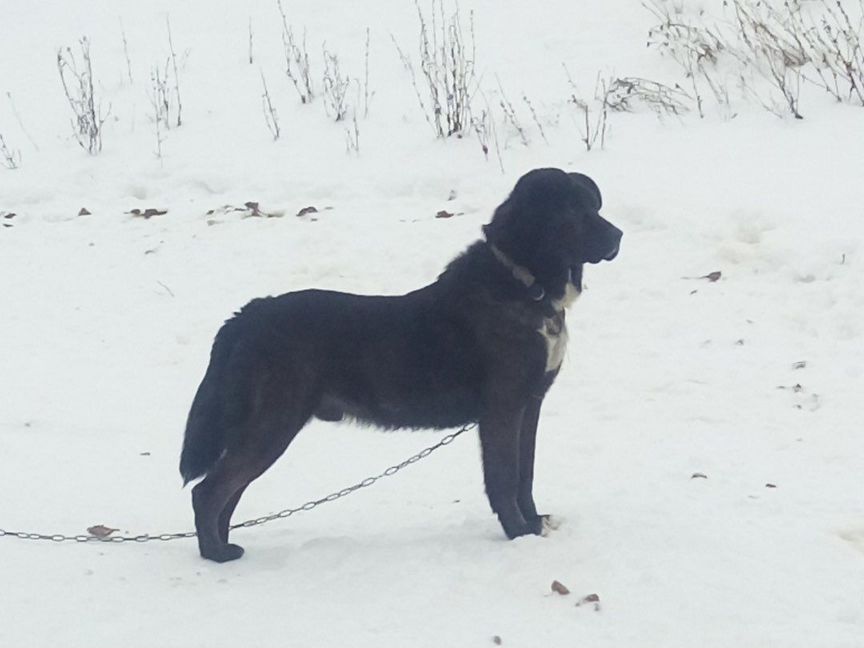 Собака для охраны