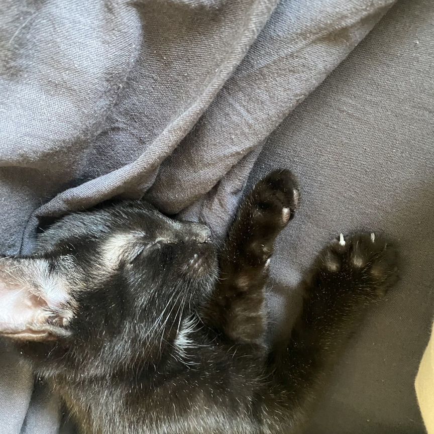 Котик маленький бесплатно