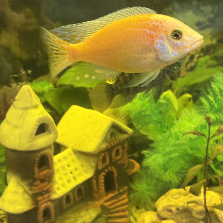 Продам рыбок цихлид