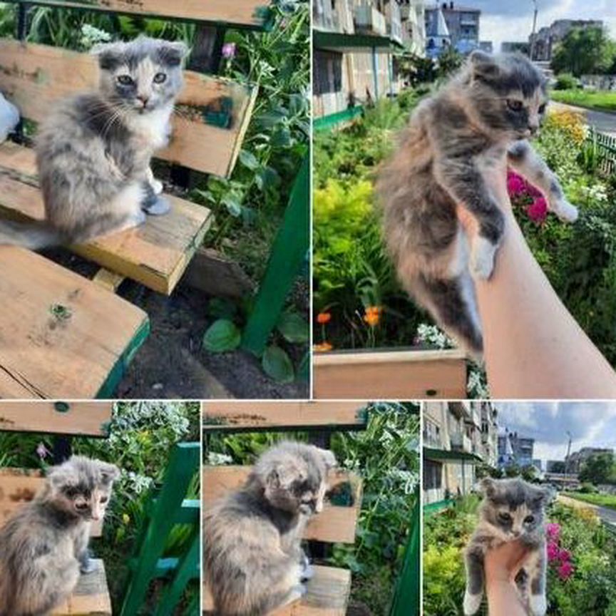 Котята в добрые руки бесплатно девочка
