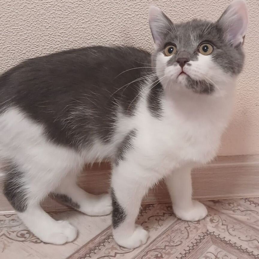 Сибирский котёнок