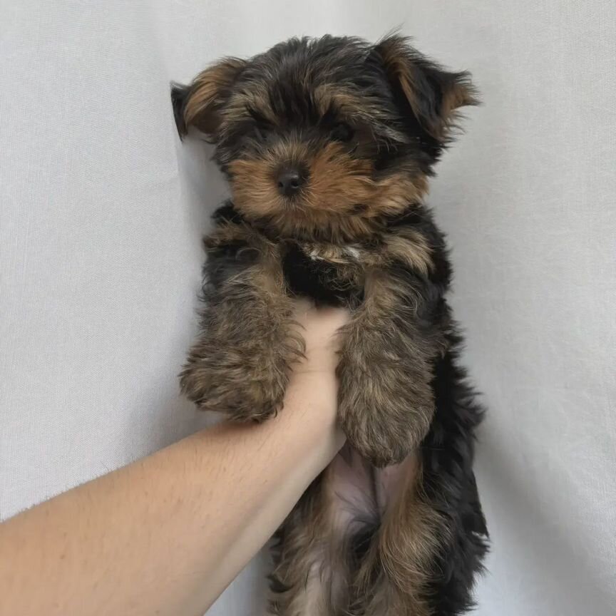 Йоркширский терьер, щенок