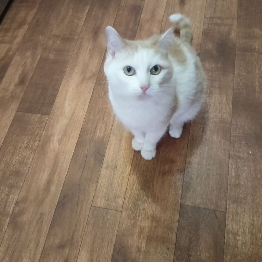 Отдам кота Сёму в добрые руки