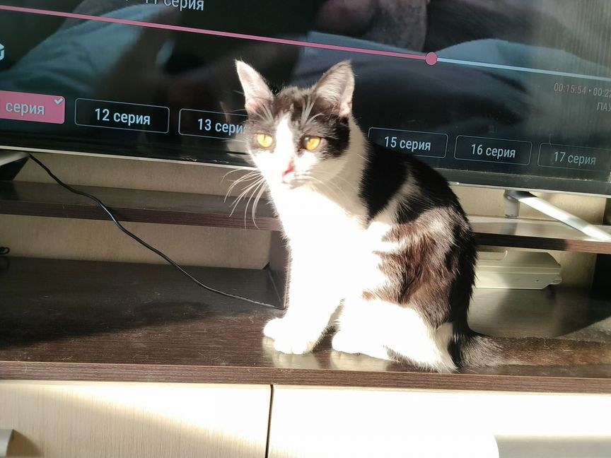 В добрые руки