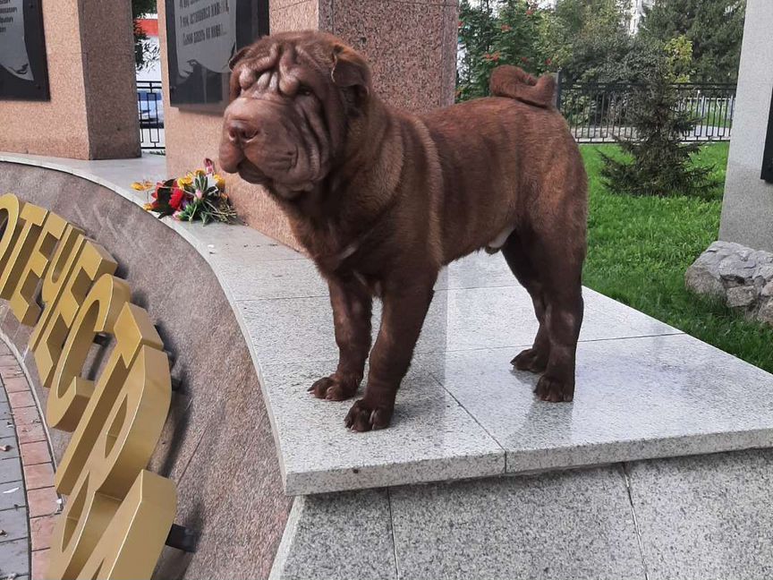 Собаки щенки шарпей