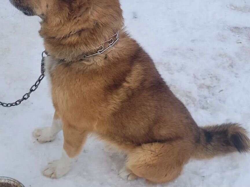 Собака на охрану территории