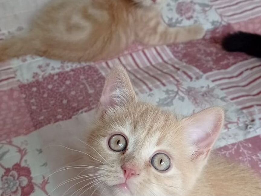 Котята скотш фолд в добрые руки