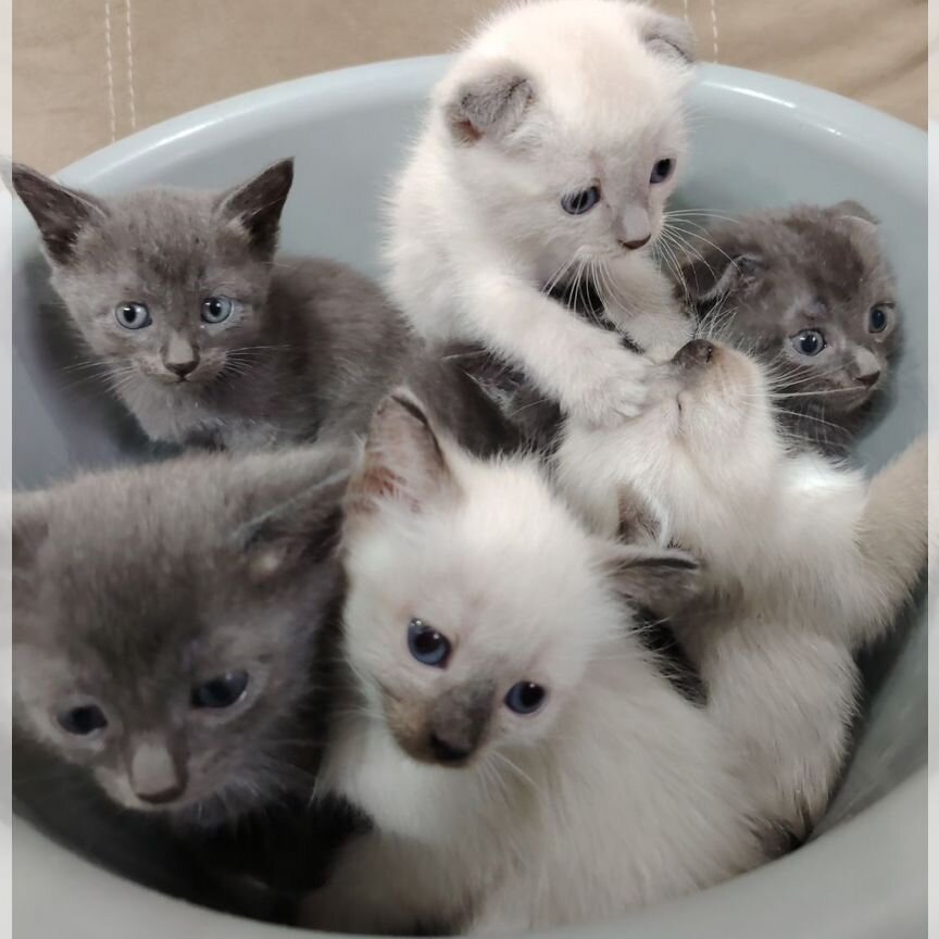 Котёнок от частного владельца