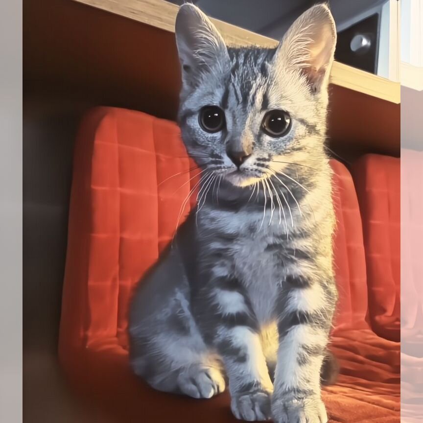 Шотландский прямоухий короткошёрстный котёнок