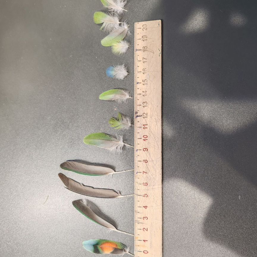 Перья попугая для вязания мушек