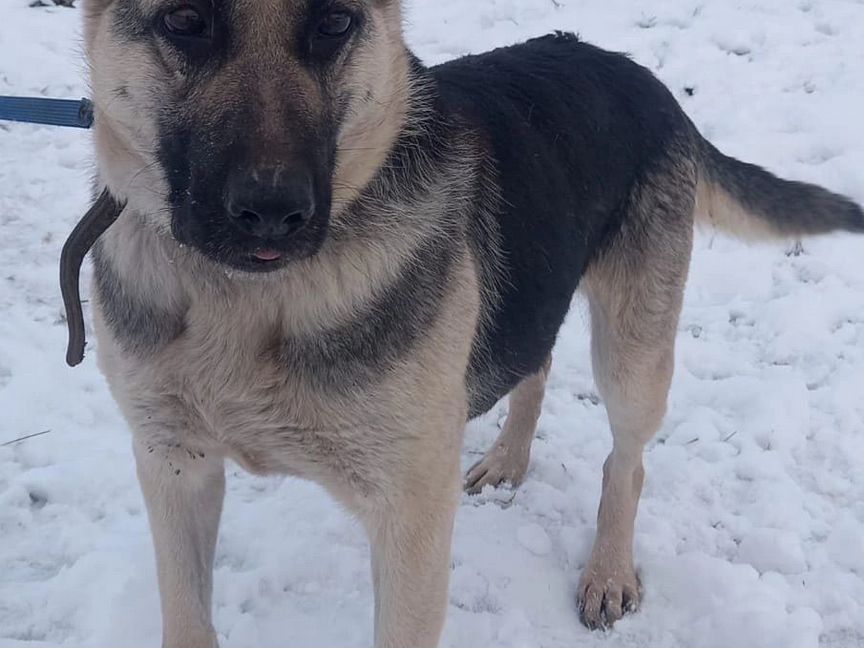 Восточноевропейская овчарка в добрые руки