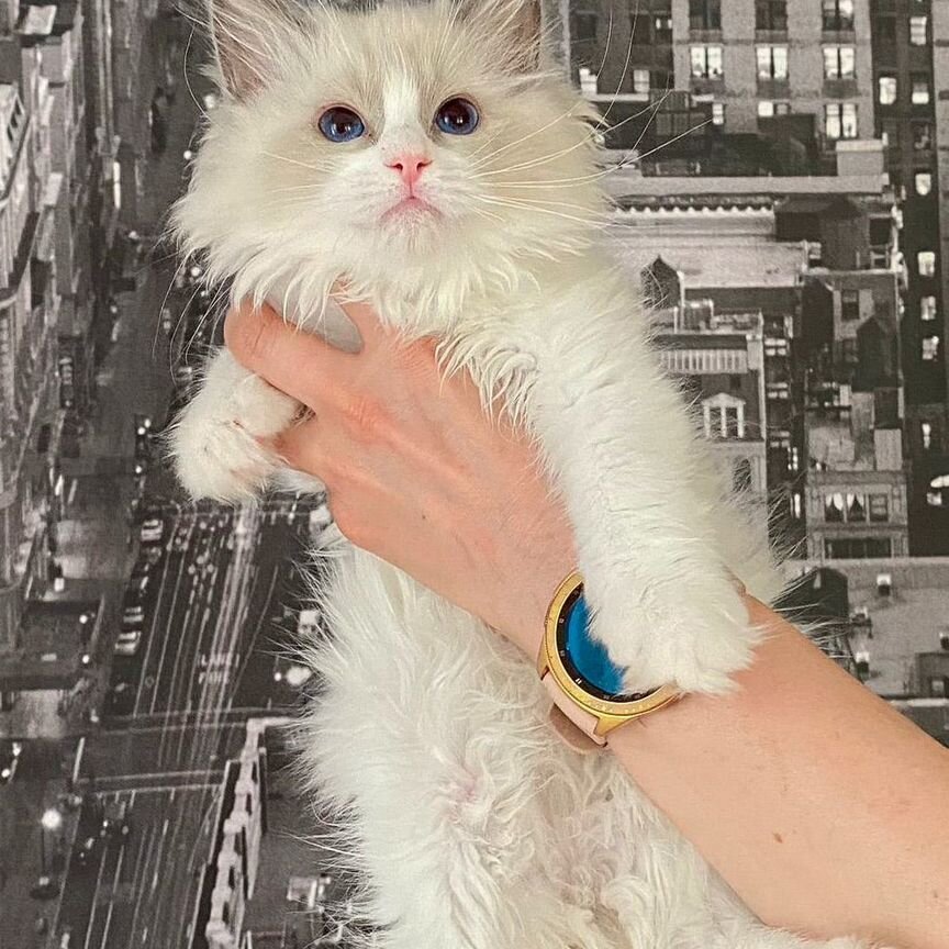 Мальчик рэгдолл