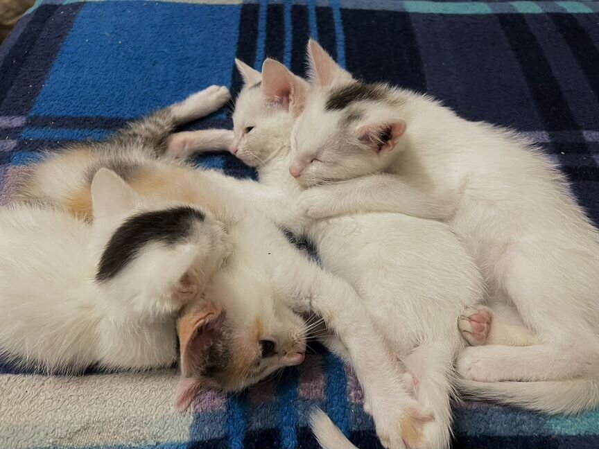 Белые котята