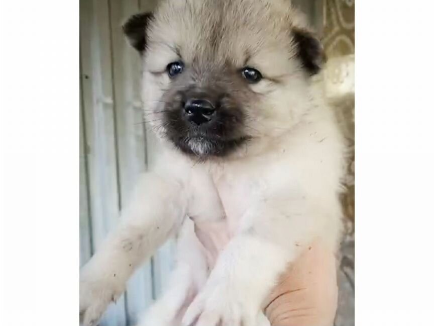 Щенок мальчик 1 месяц метис Хаски