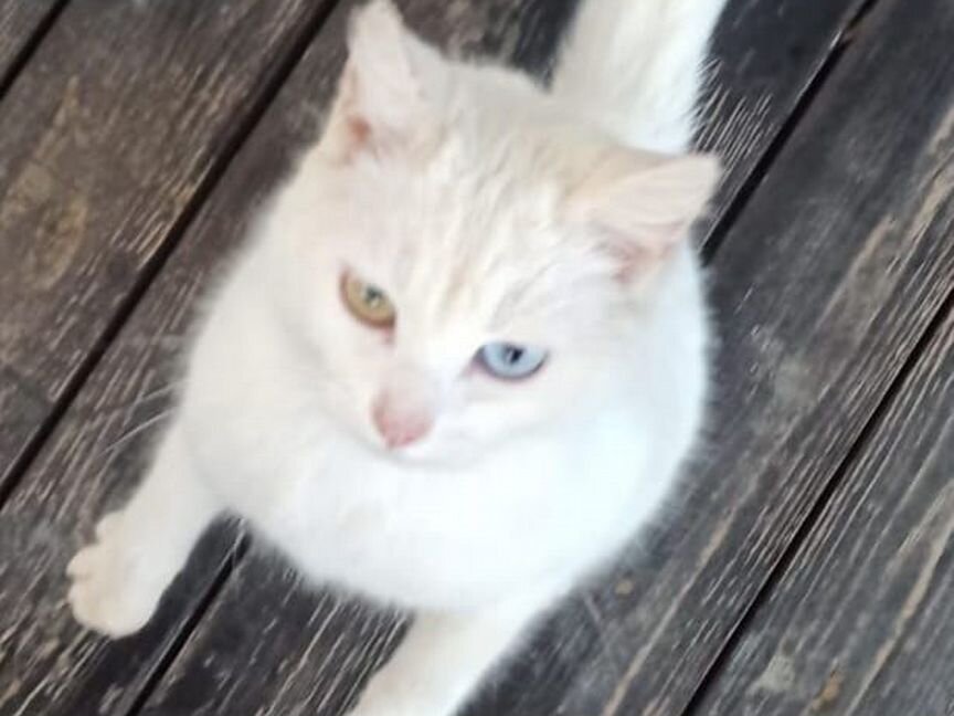 Котята