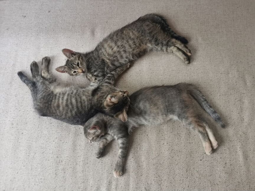 Очаровательные котята